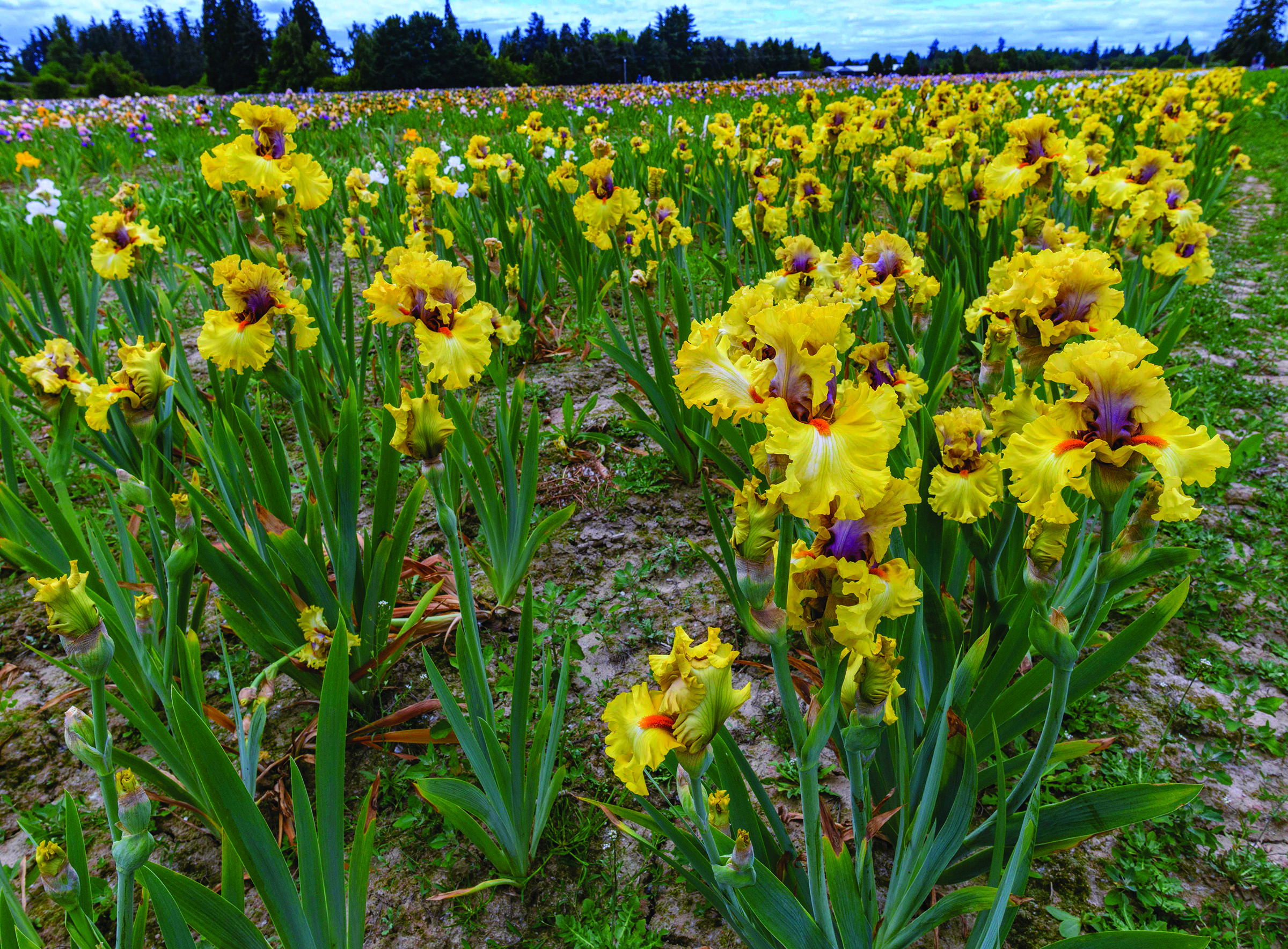 Schreiner’s garden celebrates 99 years of iris farming - Keizertimes