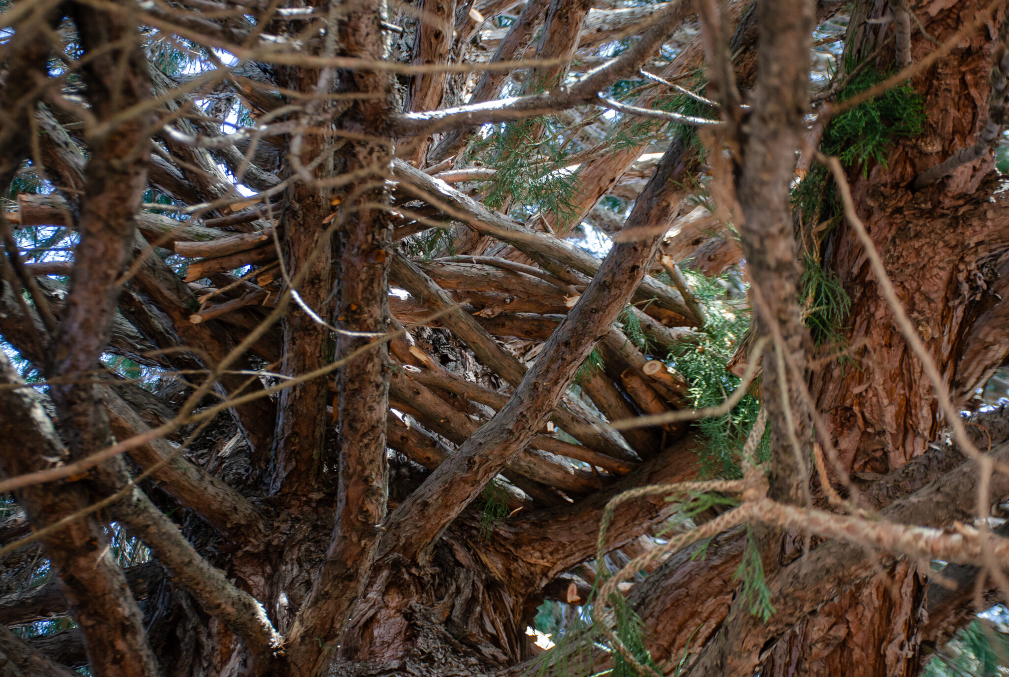 Vandals damage community Christmas tree at Keizer's Walery Plaza ...